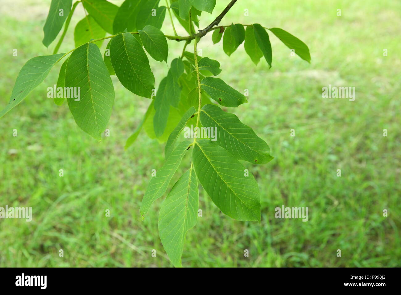 Black Walnut Leaves Trunk