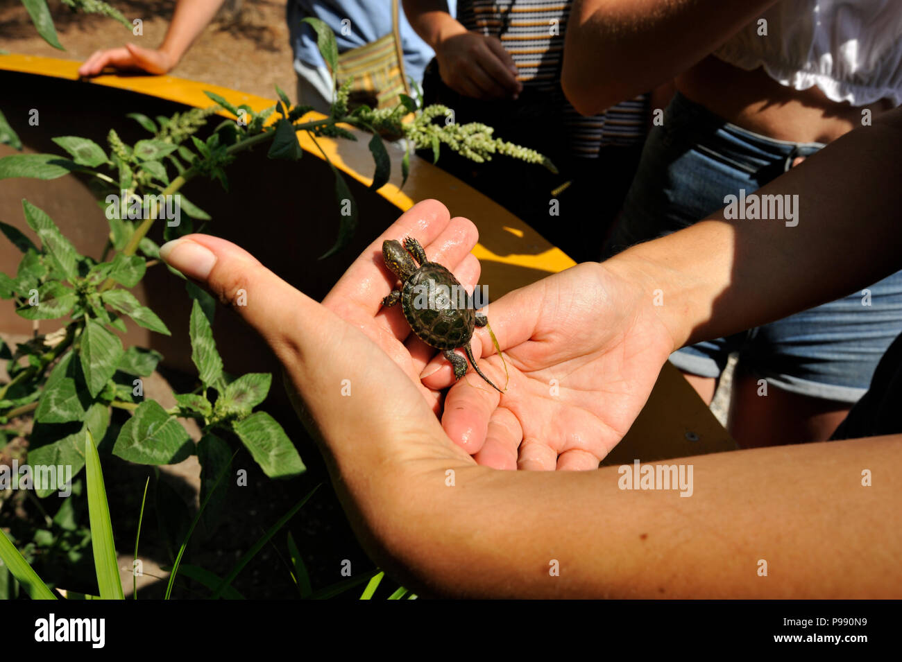 Italy, Basilicata, Policoro, Riserva Regionale Bosco Pantano, WWF ...