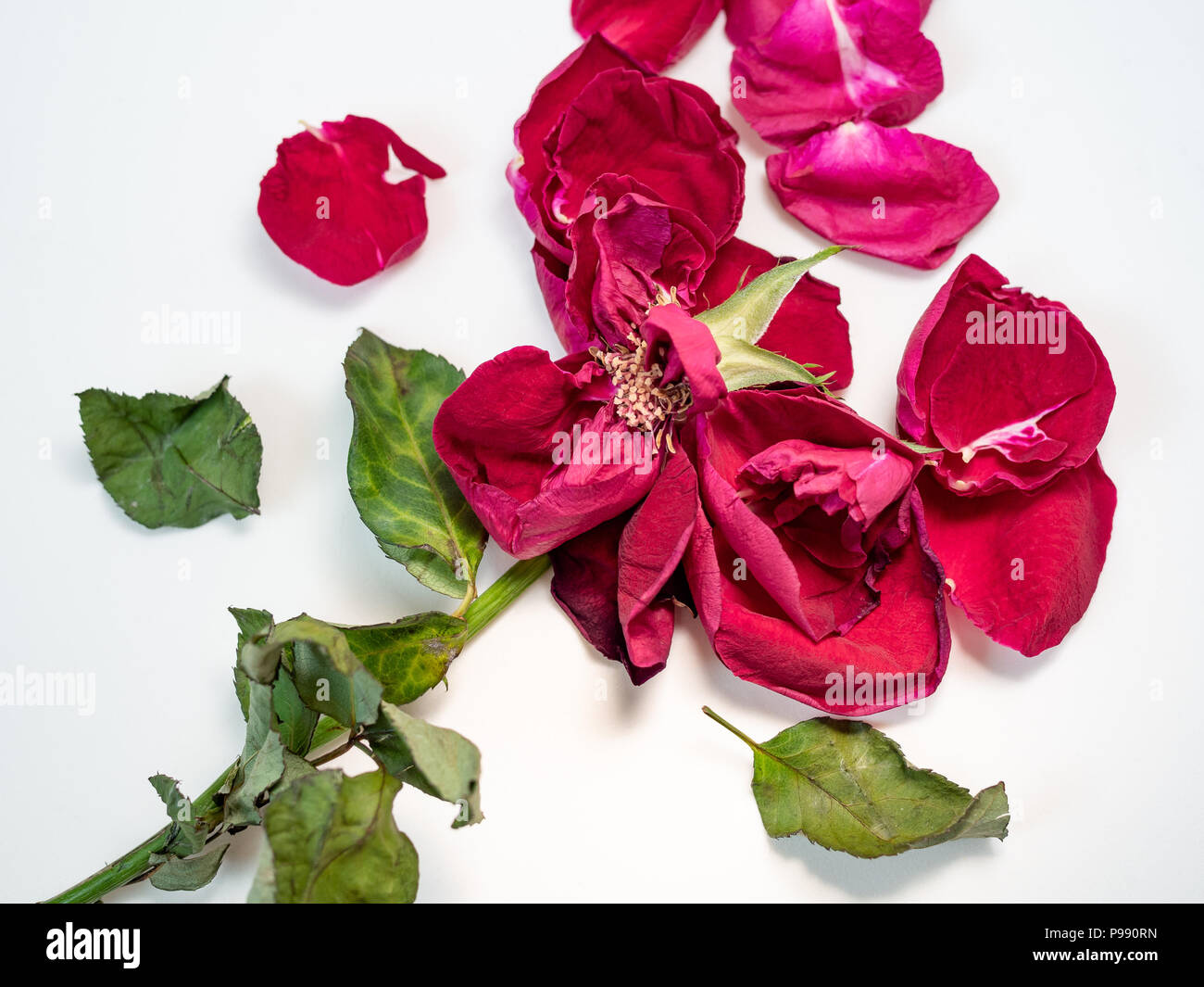 Dried red rose flower with petals composition isolated on white ...