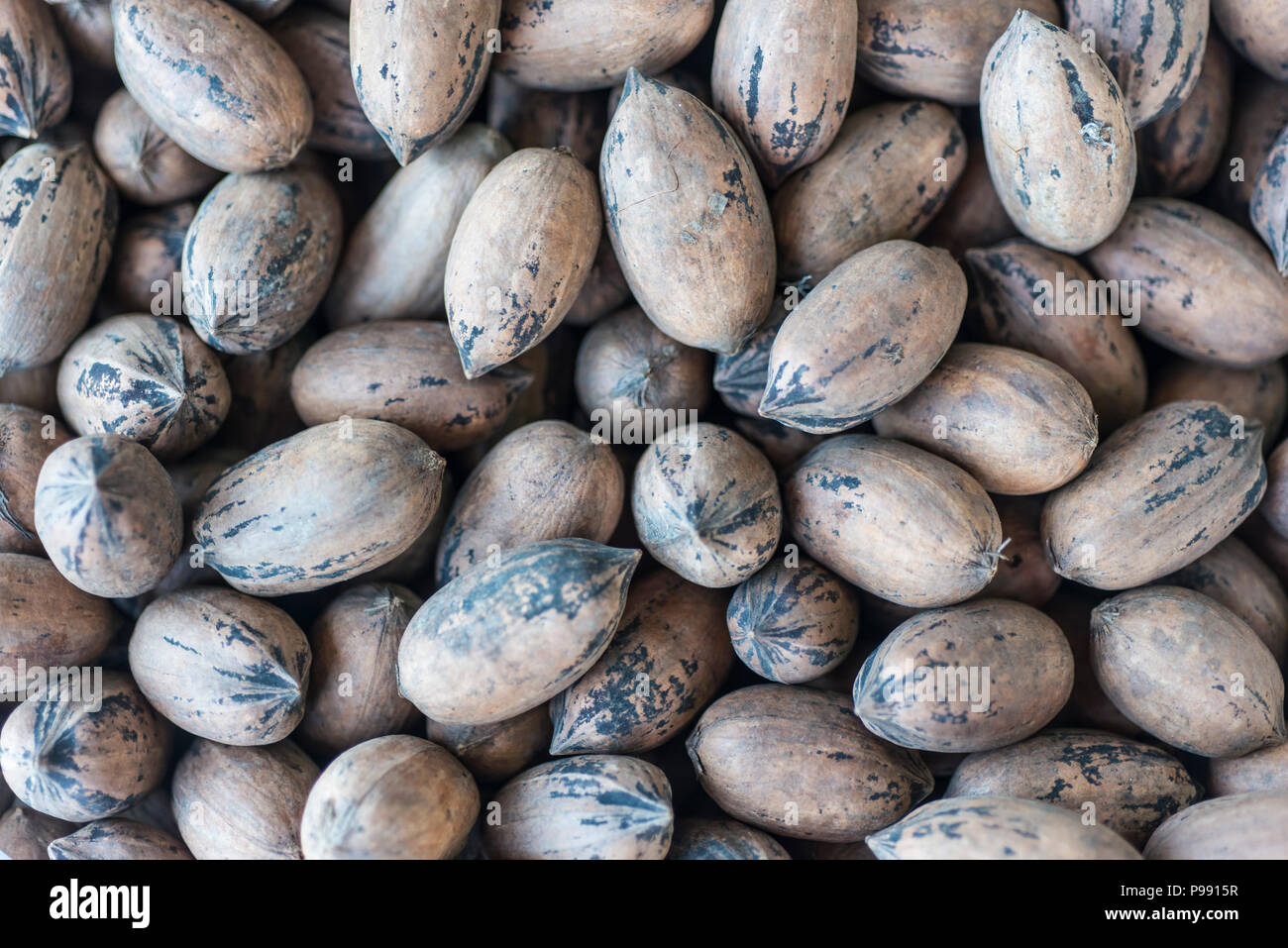 Single pecan nut hi-res stock photography and images - Alamy