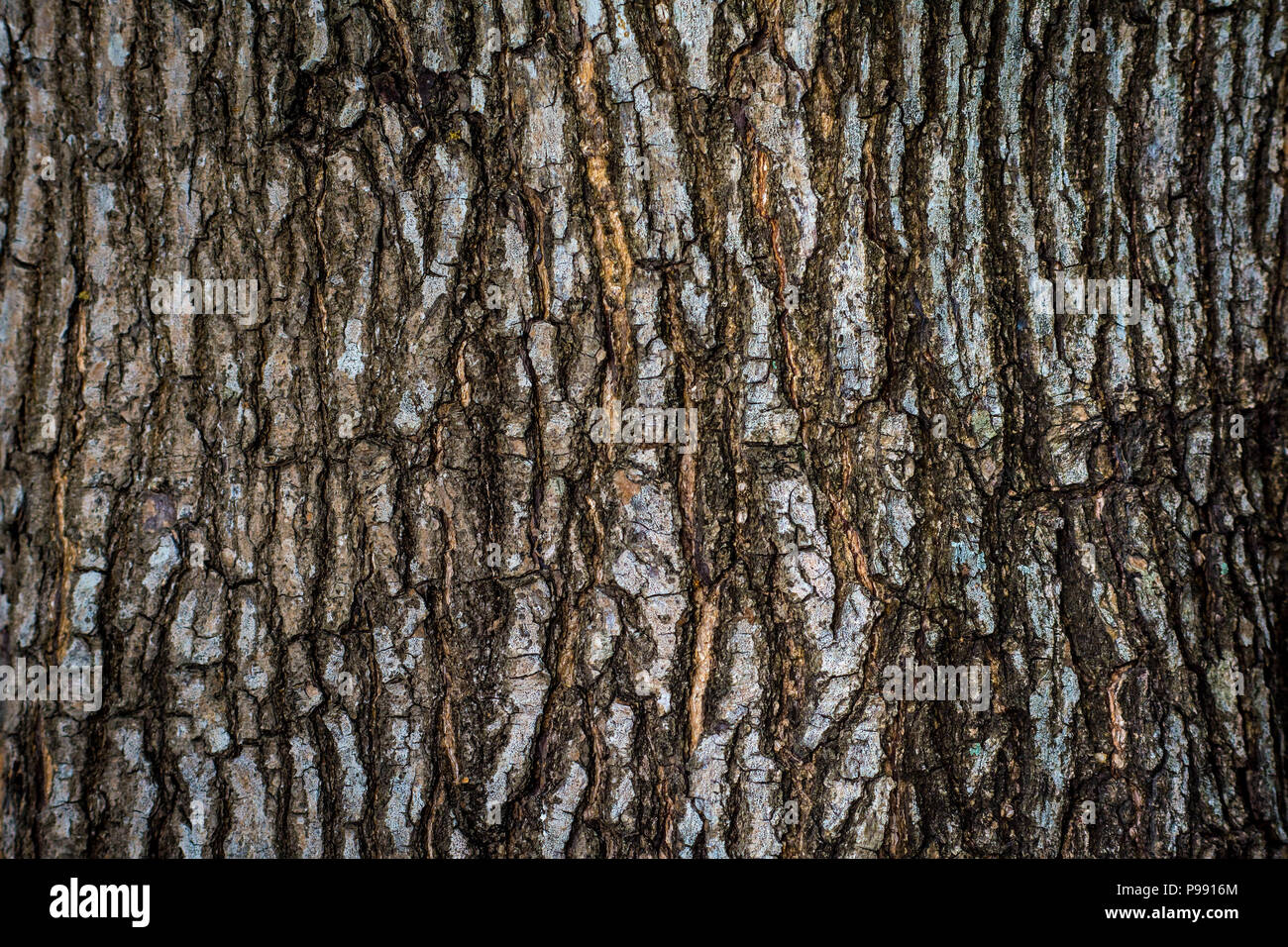 Big trees organic hi-res stock photography and images - Alamy