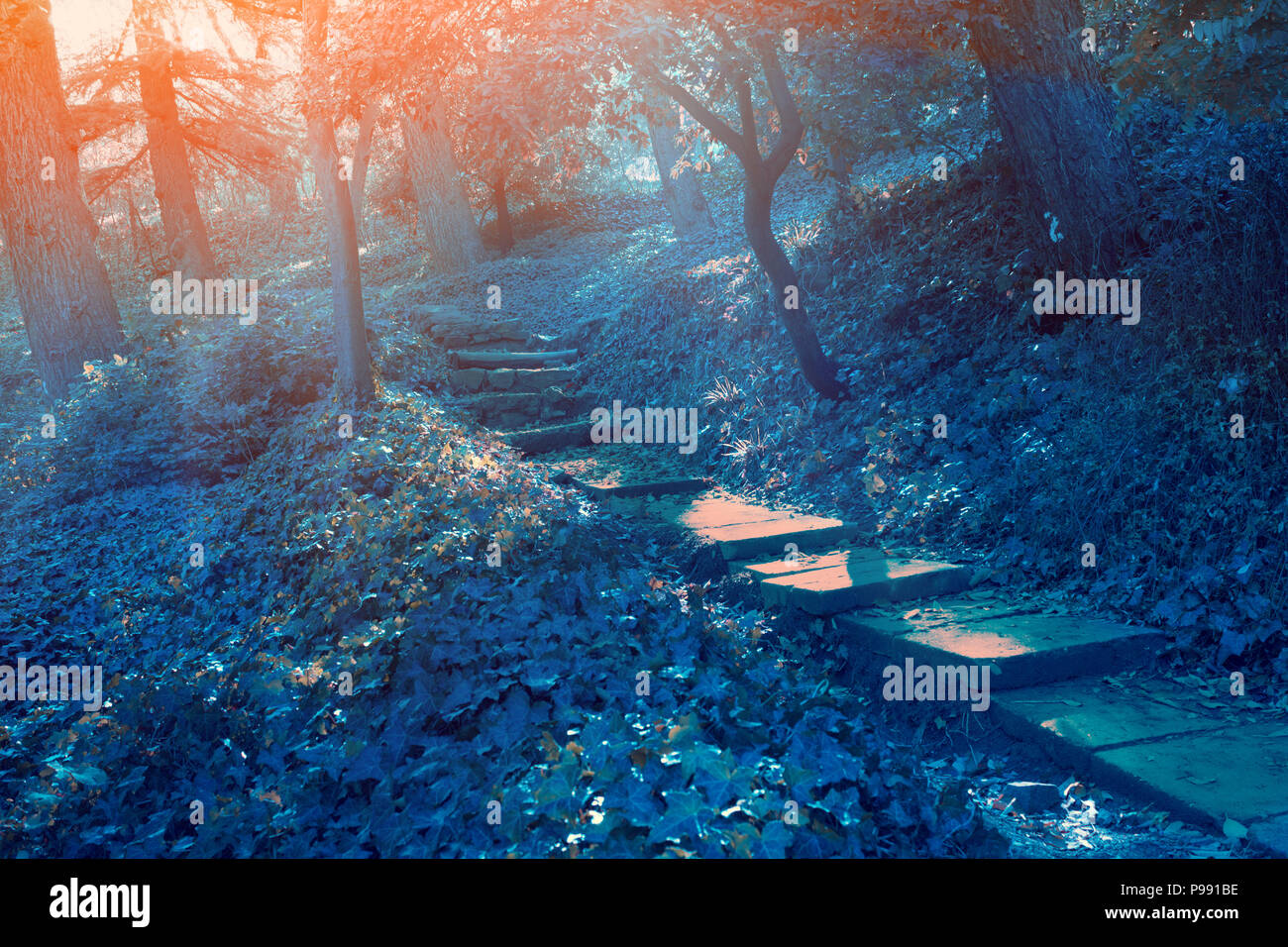 Mystical forest in the night, toned color. Botanical garden in Tbilisi ...