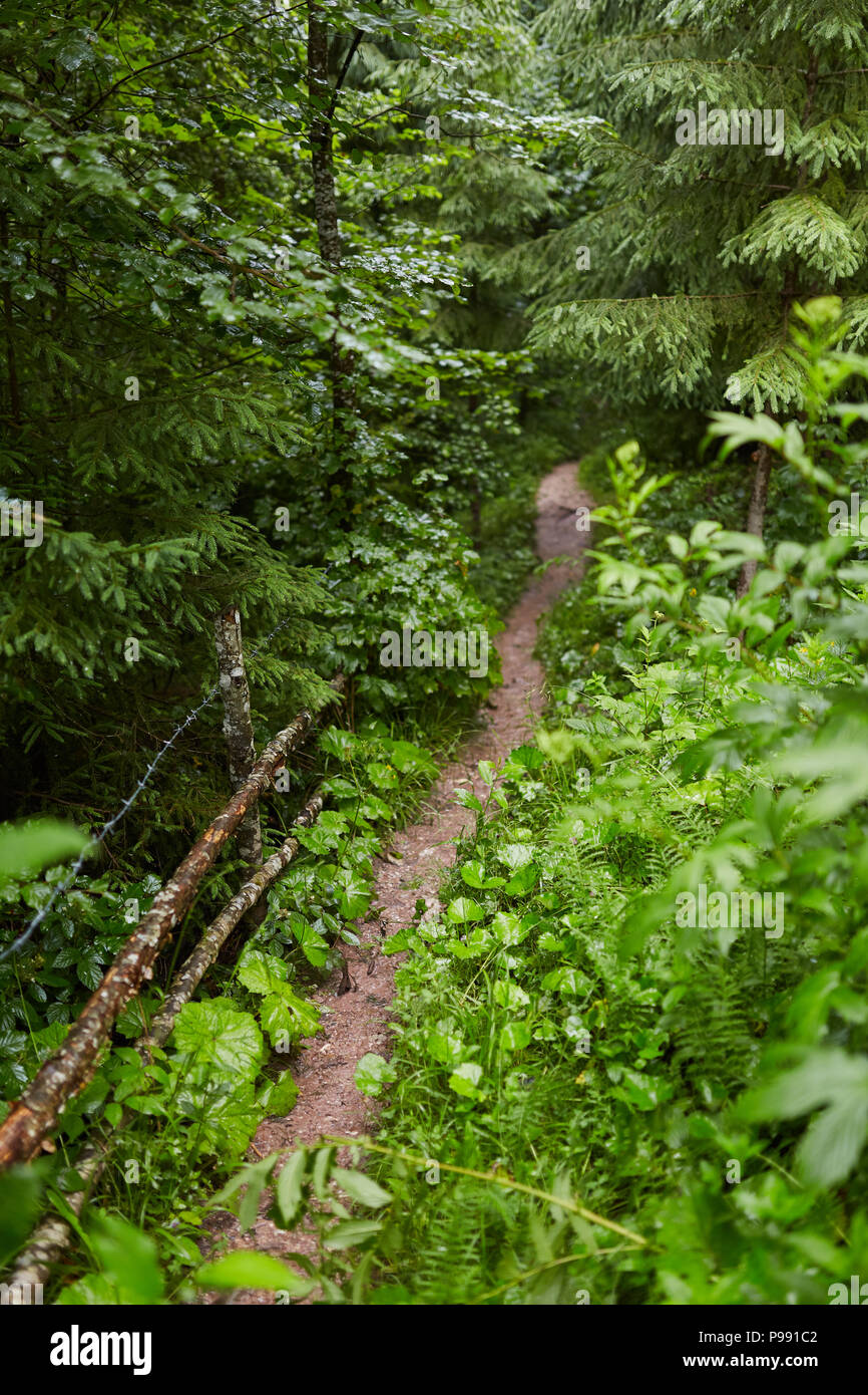 Trail (footpath) in a forest of beech and pine trees Stock Photo - Alamy