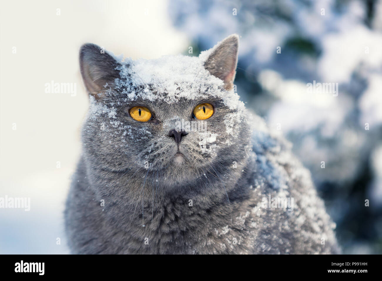 Portrait of a blue british shorthair cat sitting outdoors in the deep ...