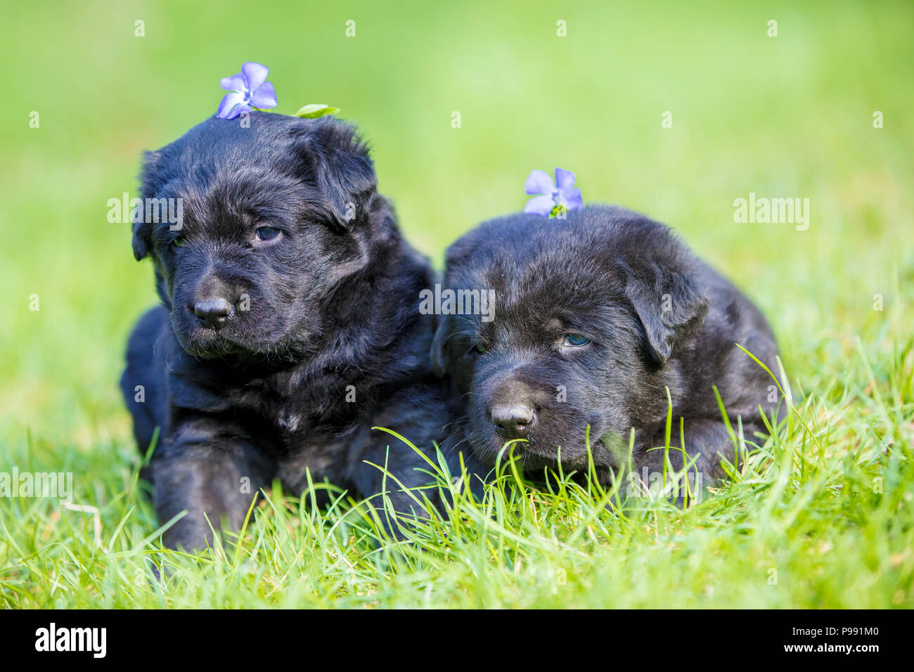 Two small black Labrador retriever puppy lying on a green lawn Stock ...