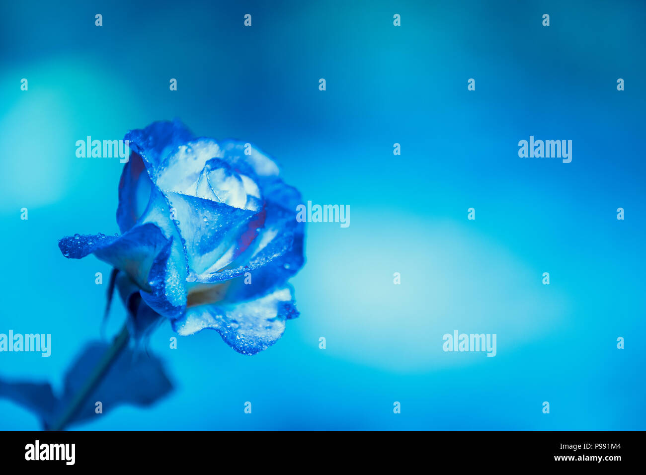 Blue vintage flower background. Double Delight rose against the blue ...