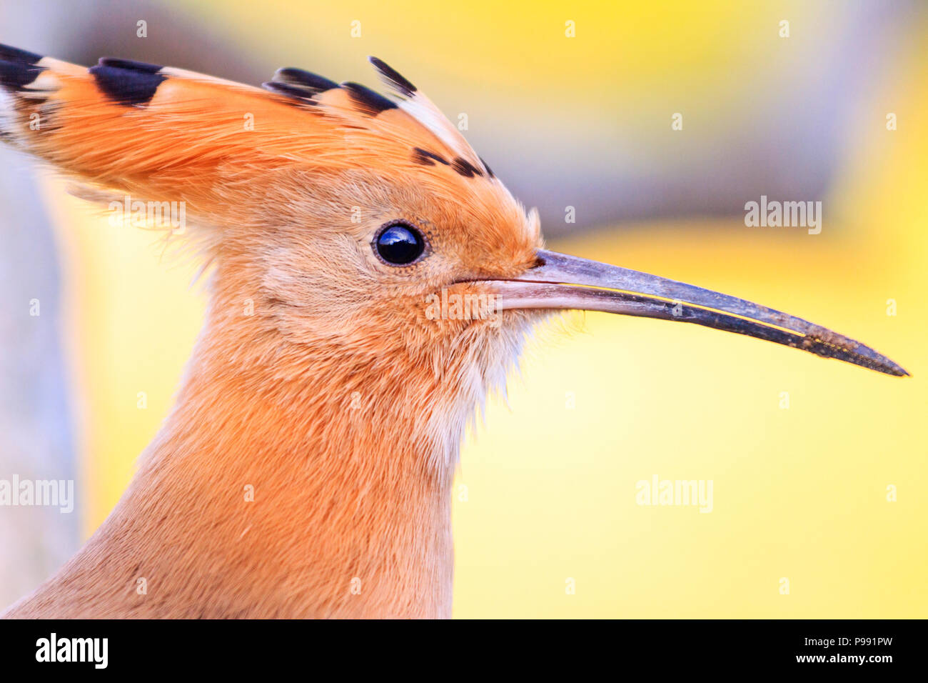 bird with bangs and long beak , wildlife, animals Stock Photo - Alamy