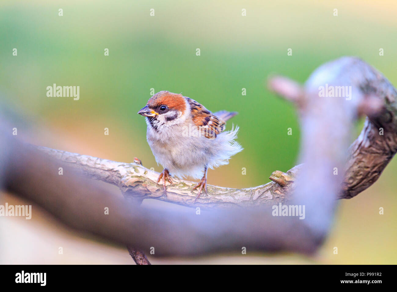 Common_bird hi-res stock photography and images - Alamy