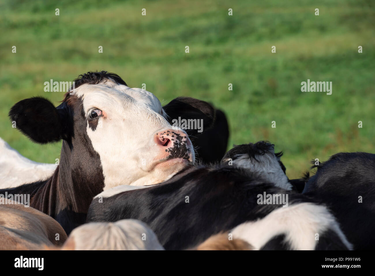 Cows headshot hi-res stock photography and images - Alamy