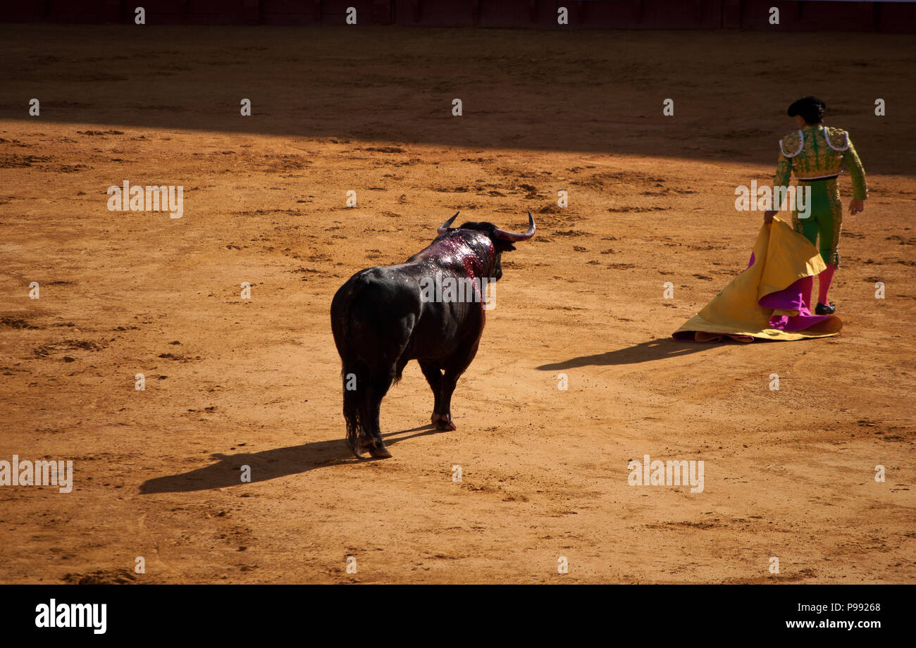 The bleeding bull ready to surrender Stock Photo - Alamy