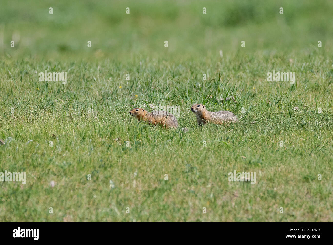 Fieldrodent hi-res stock photography and images - Alamy