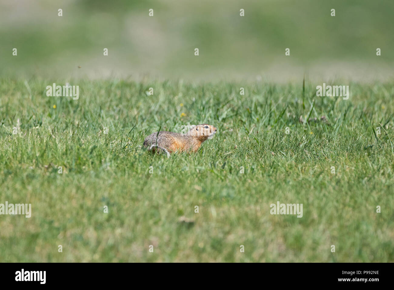 One gopher sits in a low green grass on a clear, sunny day, natural ...