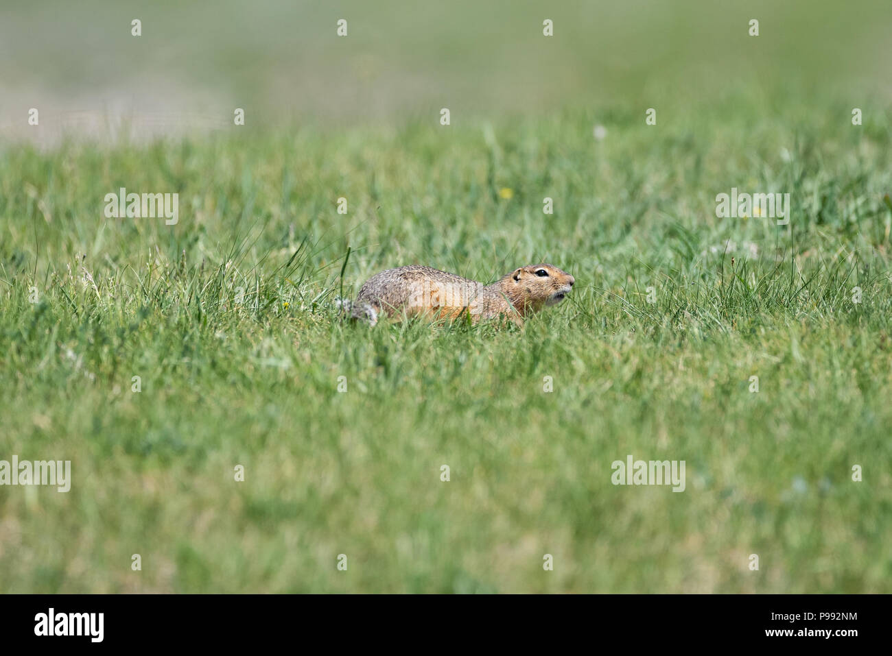 One gopher sits in a low green grass on a clear, sunny day, natural ...