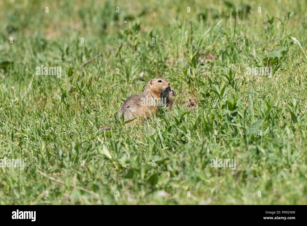 One gopher is covering his eyes caressing another in the low green ...