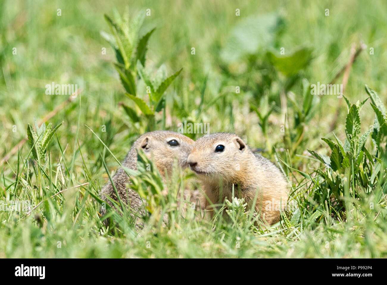 Gopher looks hi-res stock photography and images - Alamy