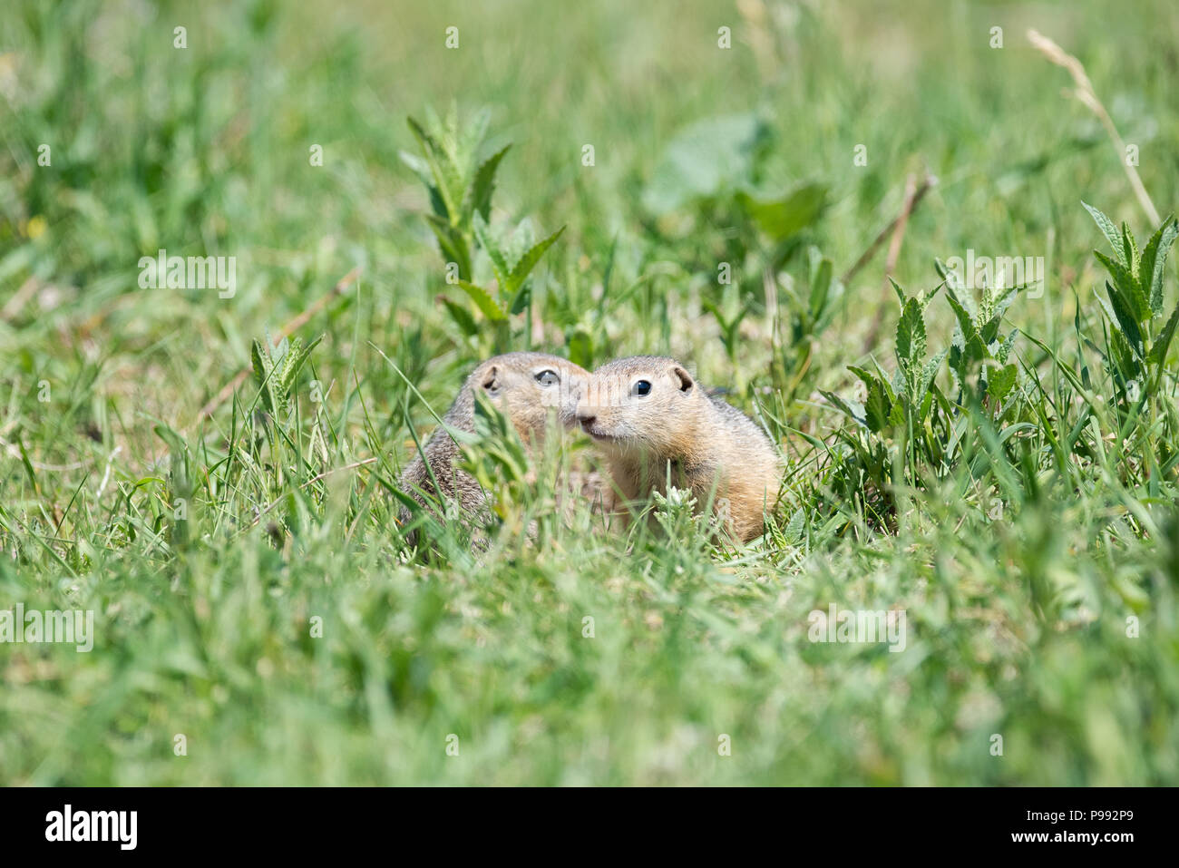 Fieldrodent hi-res stock photography and images - Alamy