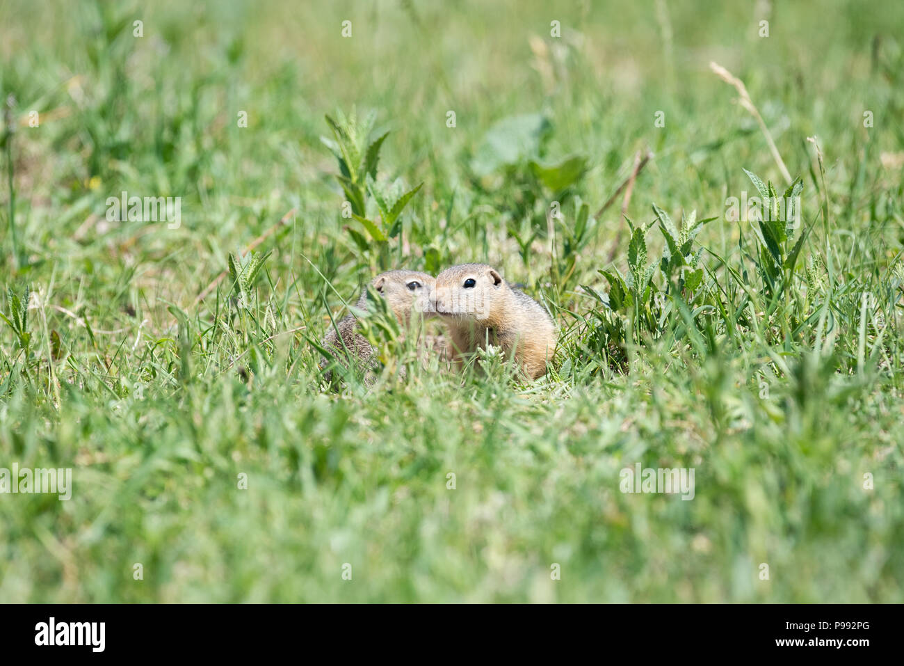 Gophers head hi-res stock photography and images - Alamy