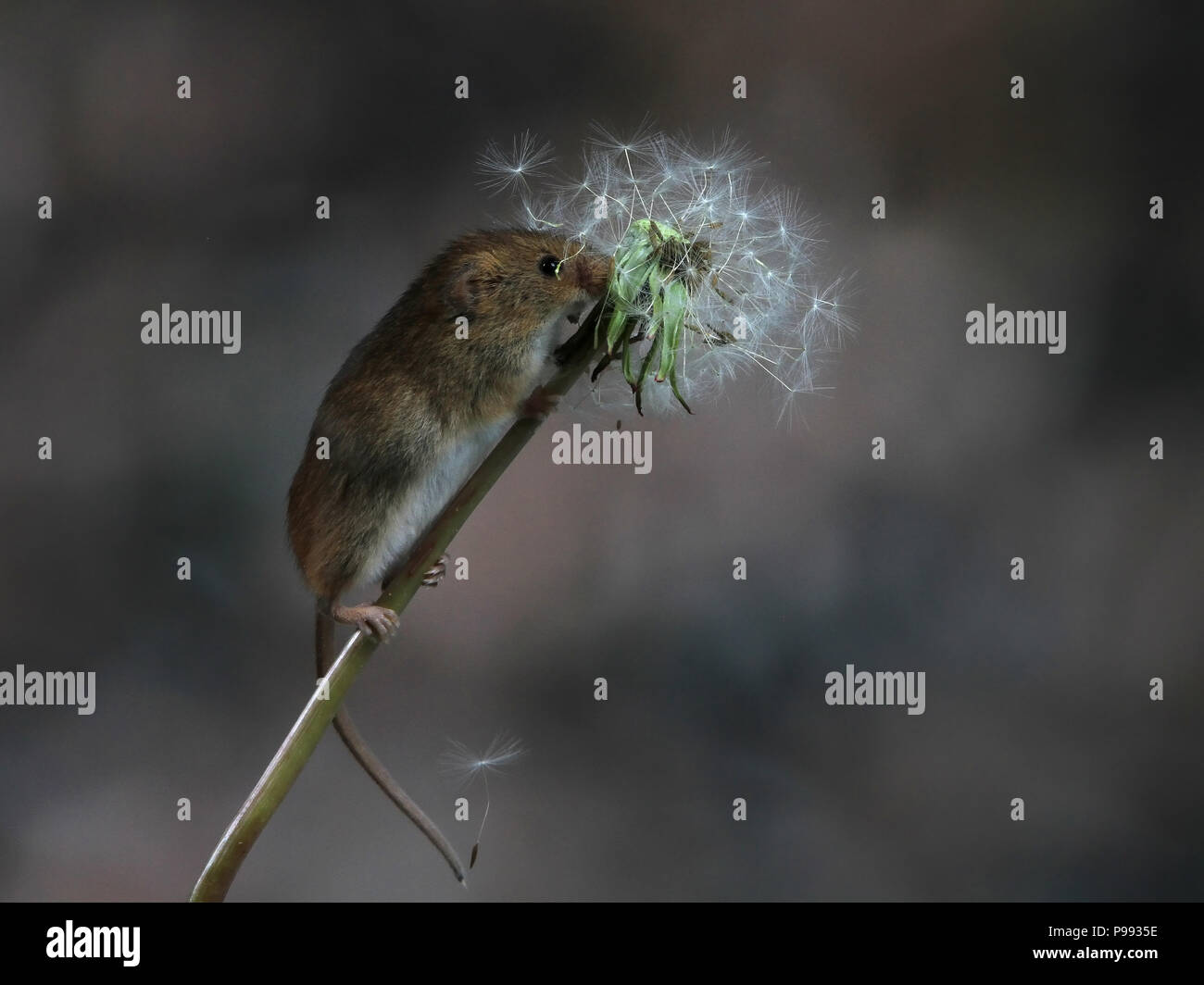 Harvest mouse dandelion hi-res stock photography and images - Alamy