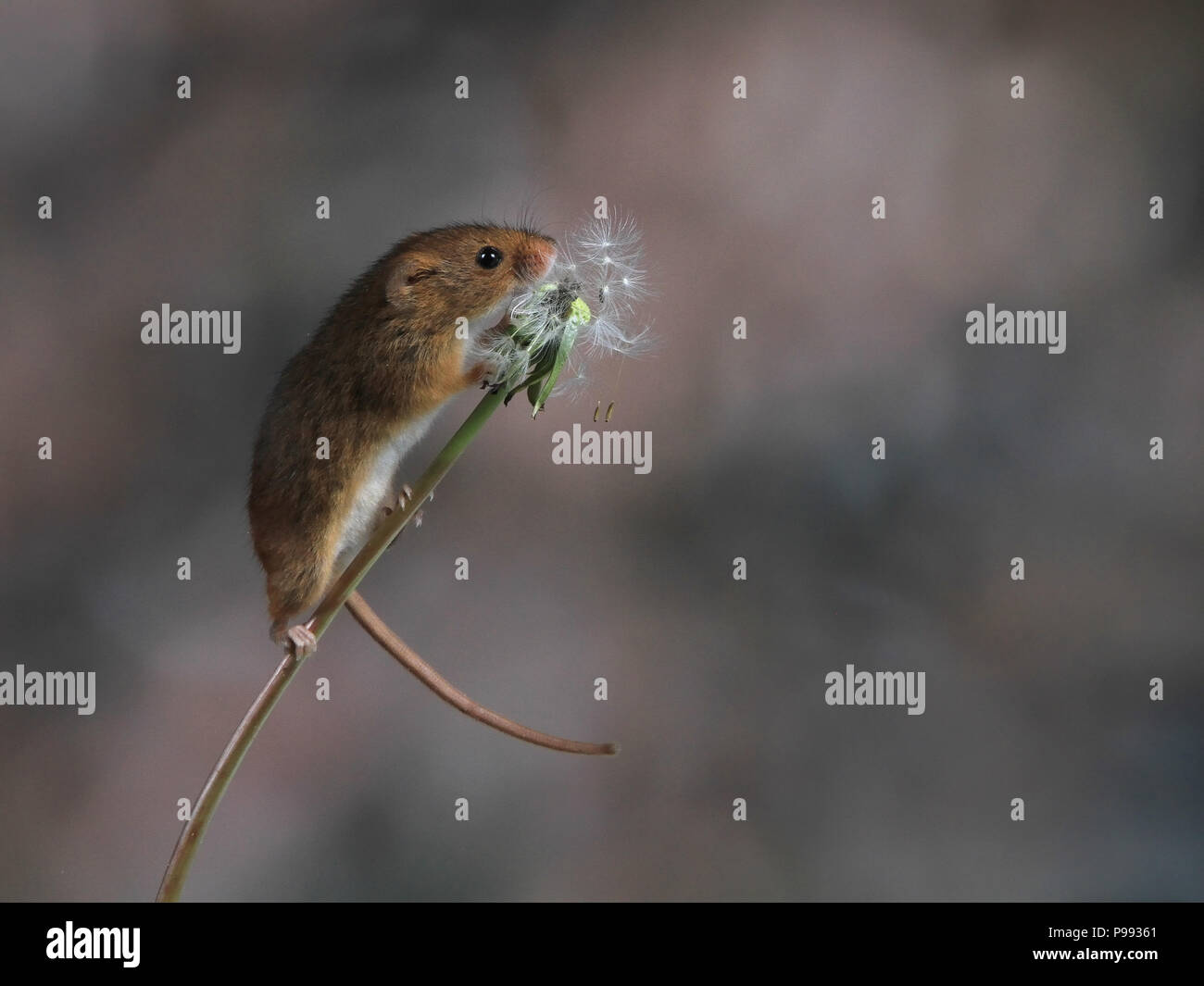Harvest mouse dandelion hi-res stock photography and images - Alamy