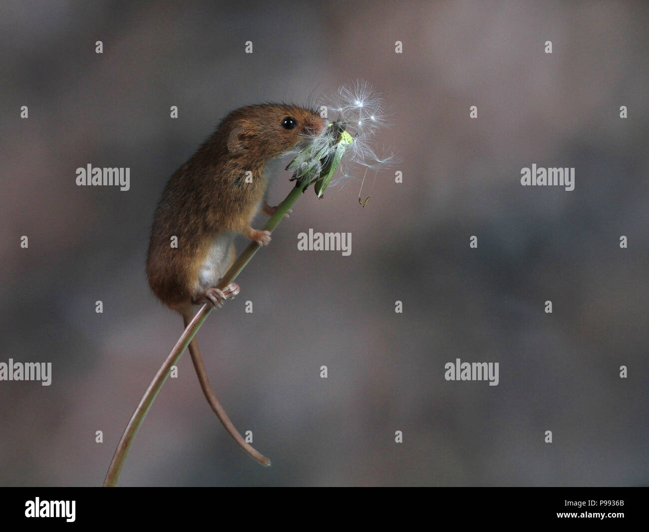 Harvest mouse dandelion hi-res stock photography and images - Alamy
