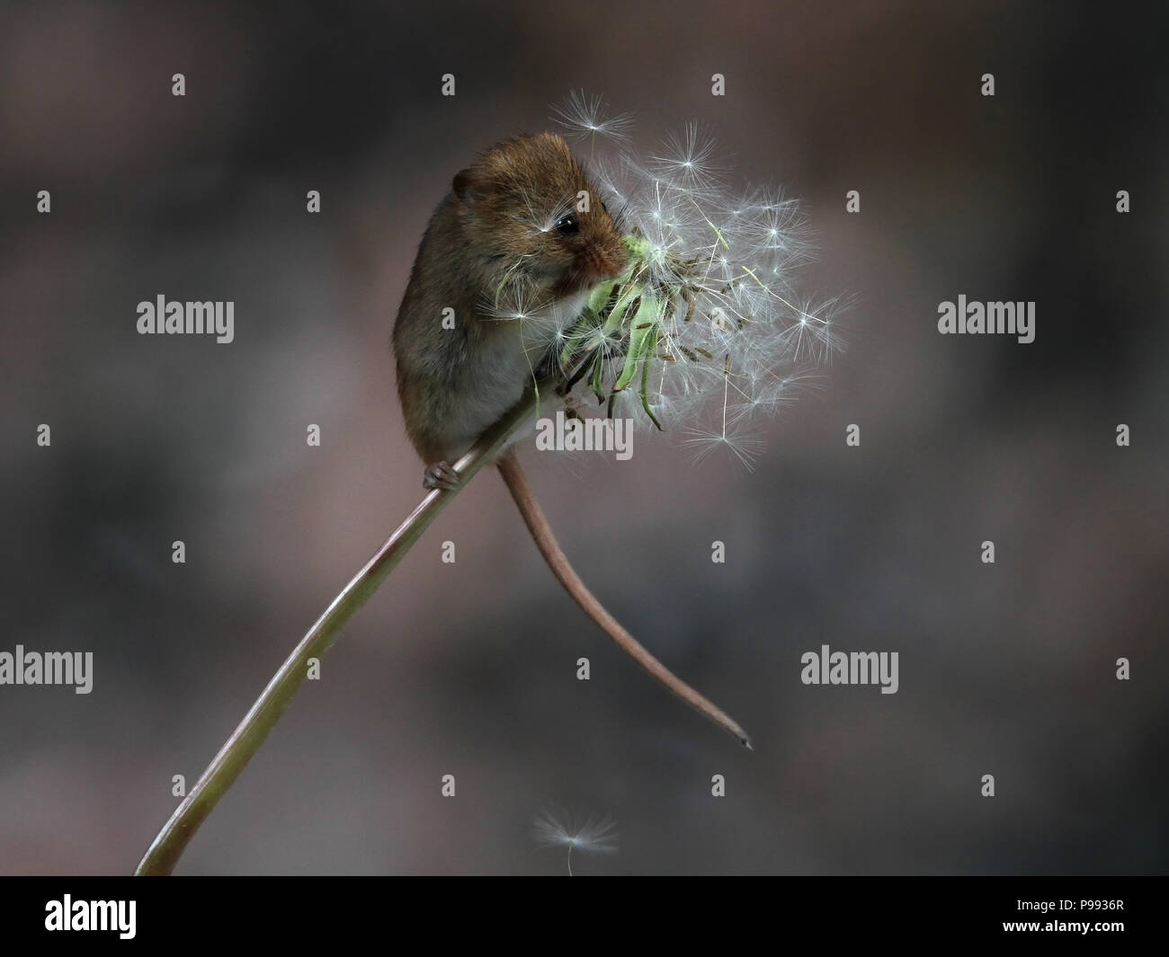 Harvest mouse dandelion hi-res stock photography and images - Alamy