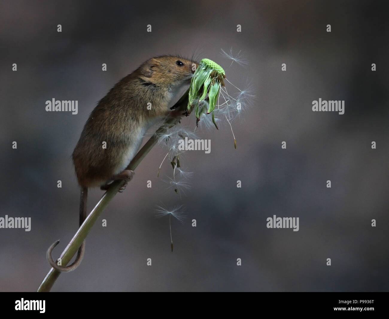 Harvest mouse dandelion hi-res stock photography and images - Alamy