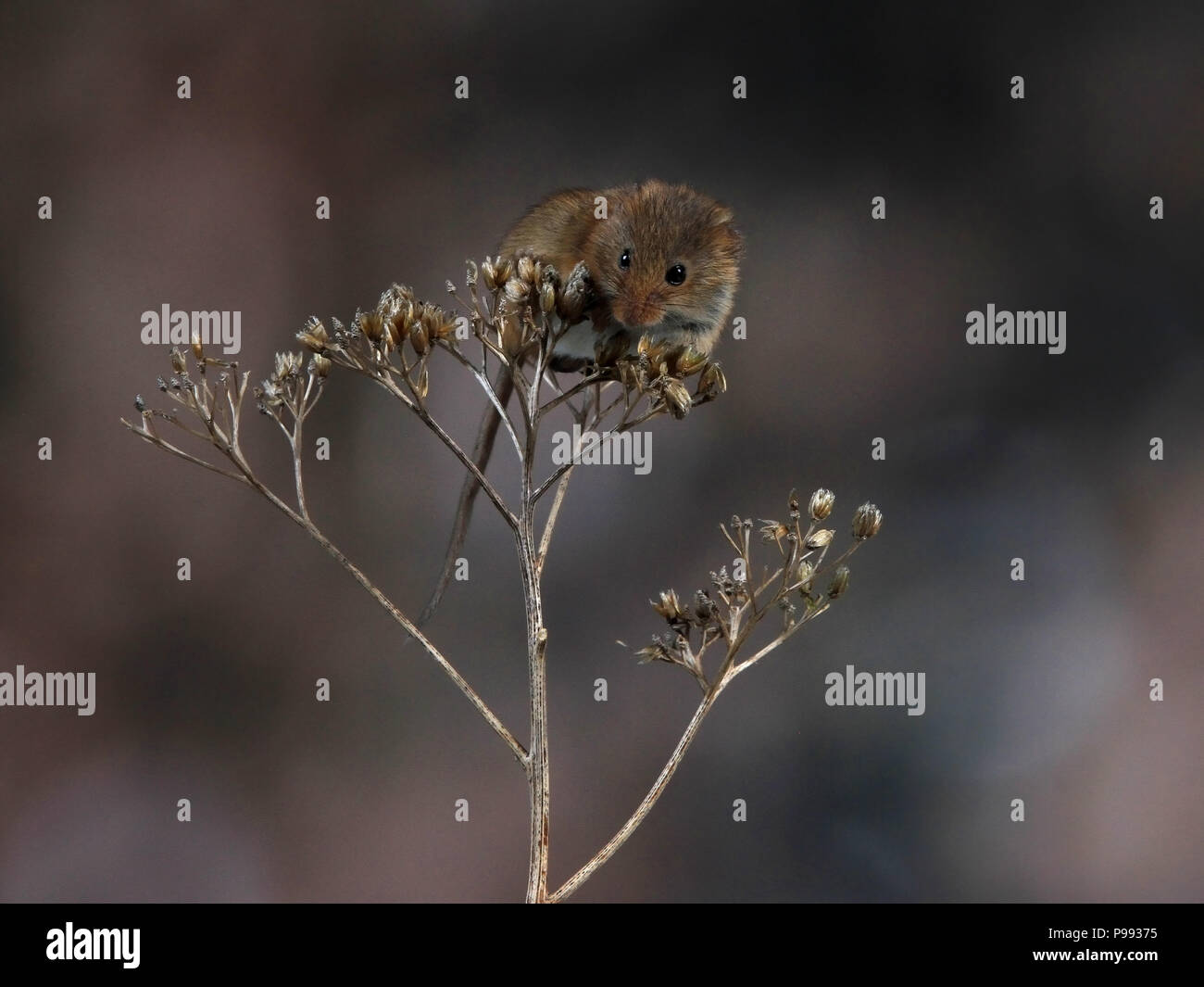 Harvest mouse flower hi-res stock photography and images - Alamy