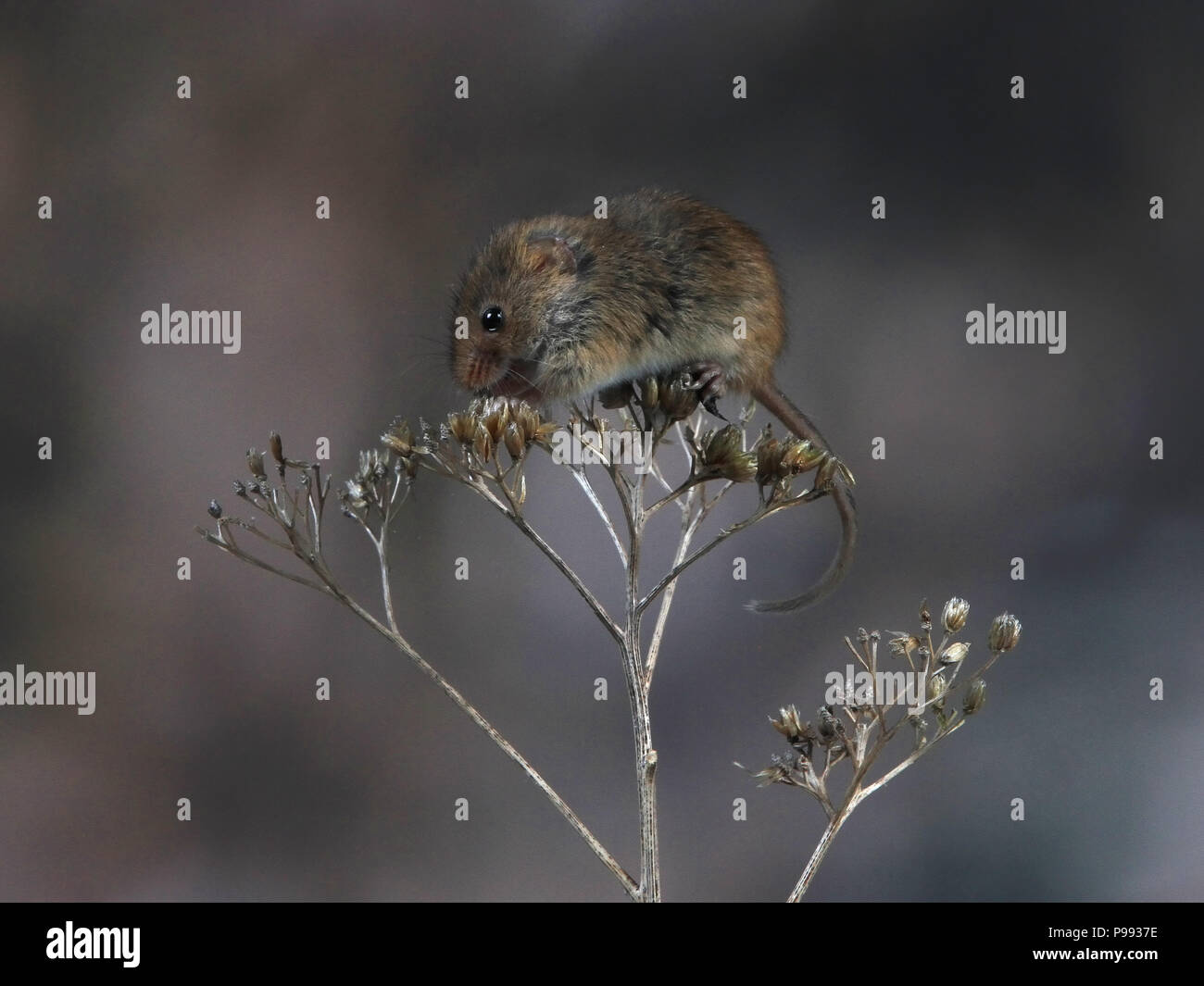 Flower mouse hi-res stock photography and images - Alamy