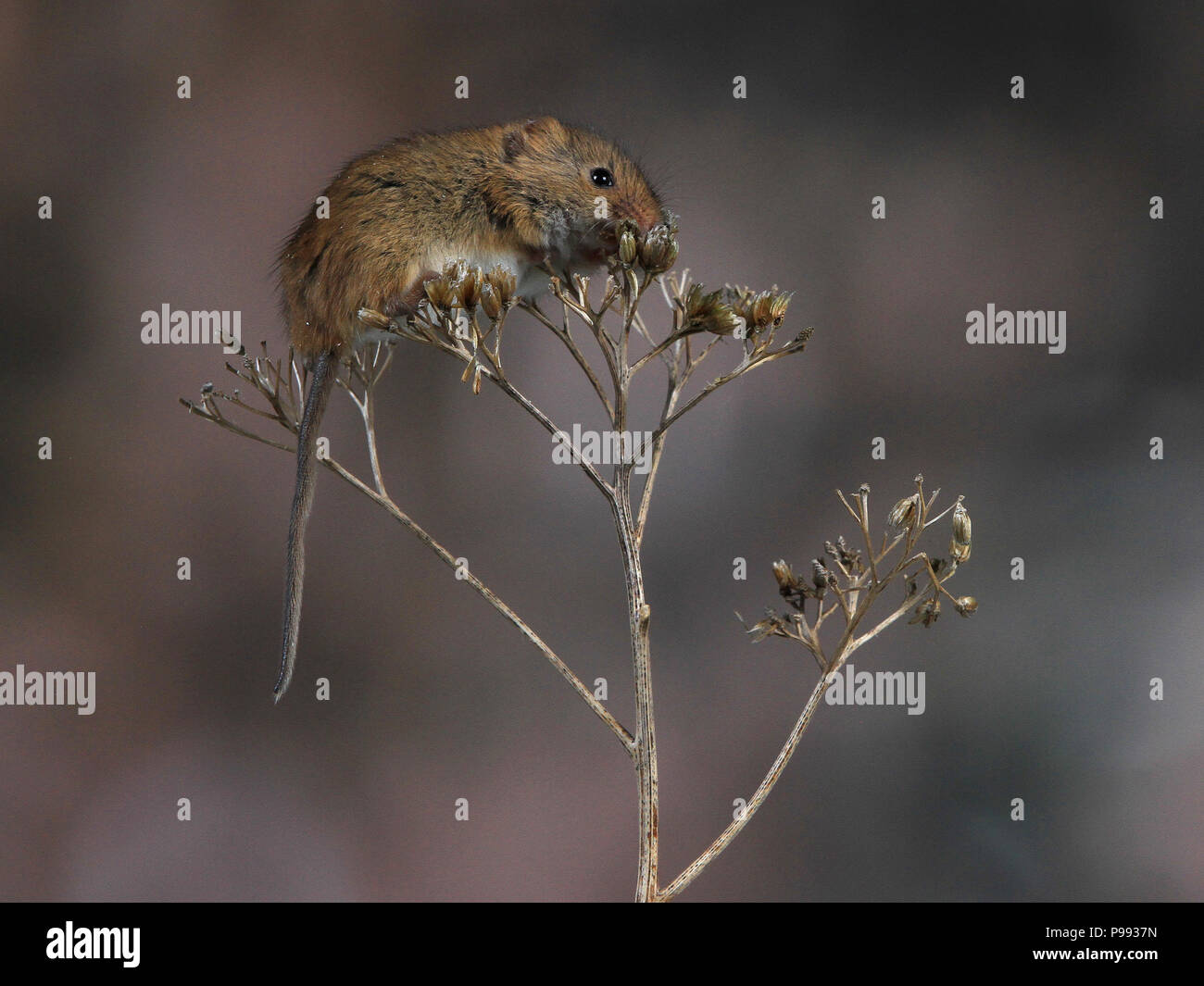 Mouse flower hi-res stock photography and images - Alamy