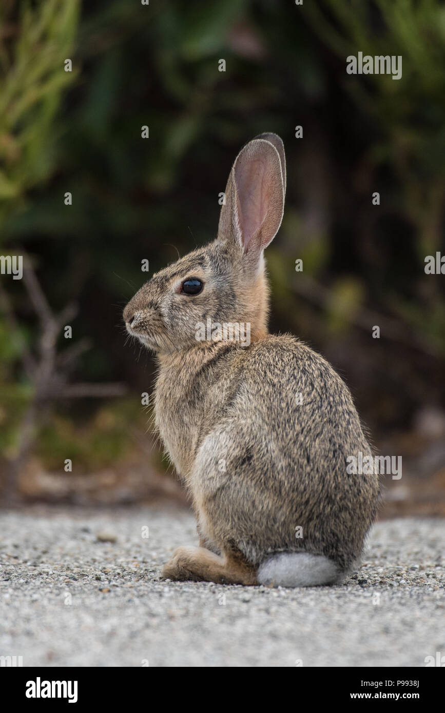 On haunches hi-res stock photography and images - Alamy