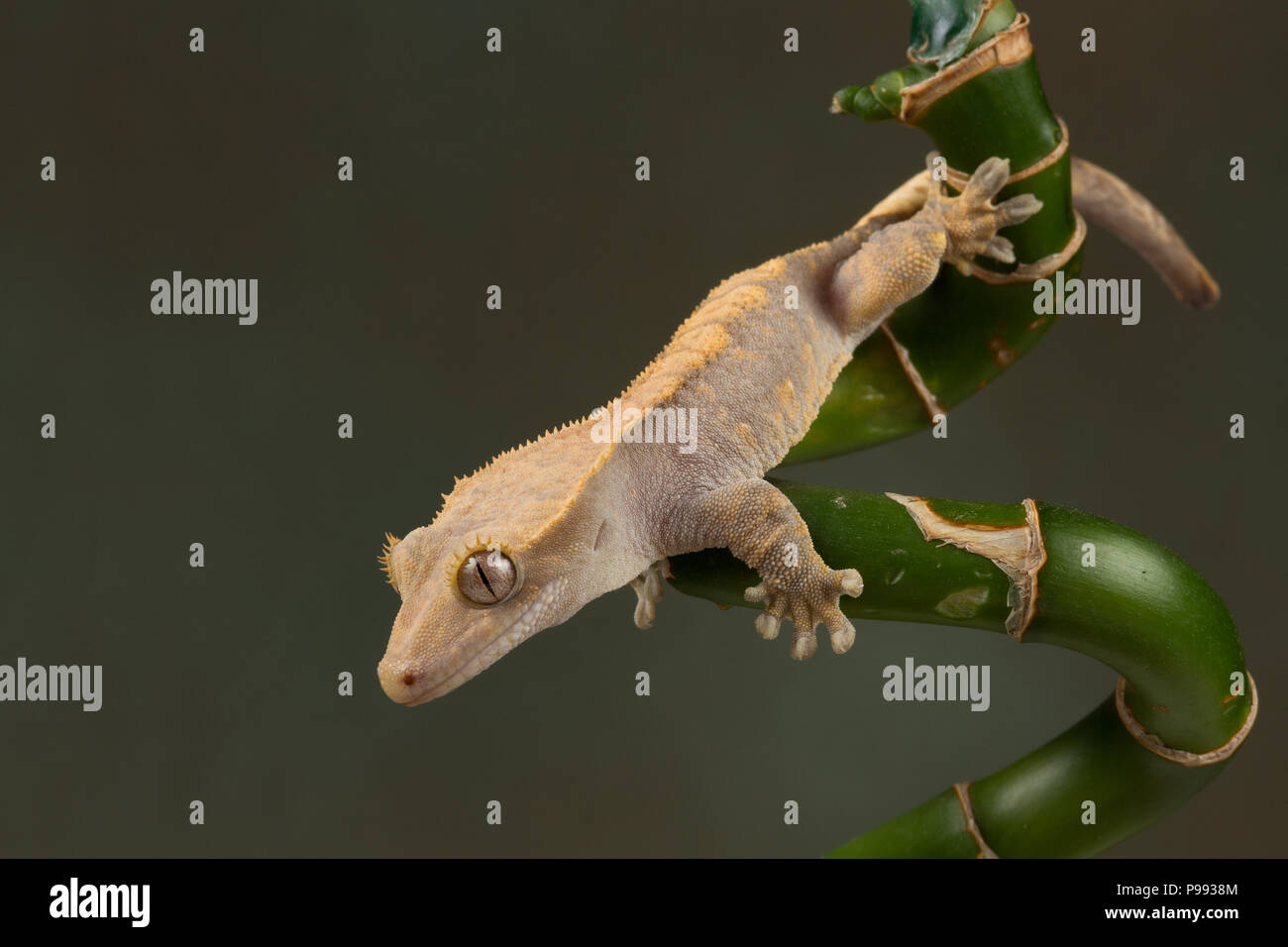 Flame Gecko Lizards