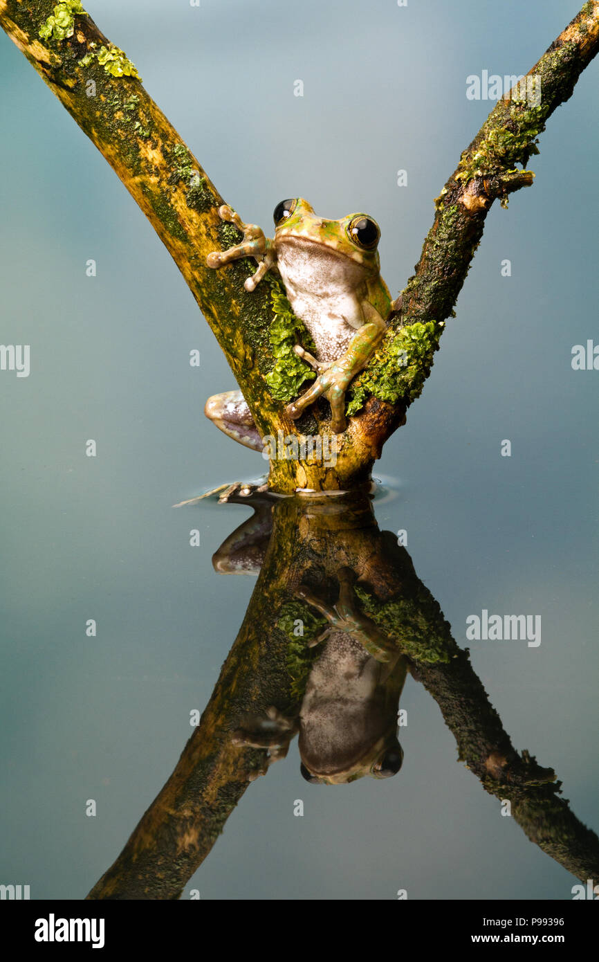 Peacock Tree Frog Stock Photo - Alamy
