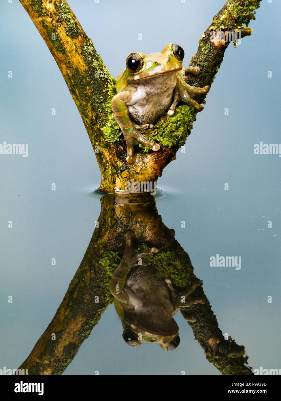Peacock Tree Frog Stock Photo - Alamy
