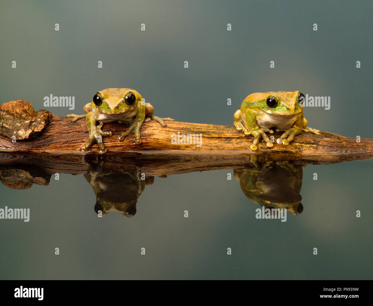Pair of Milk Frogs by Water Stock Photo - Alamy