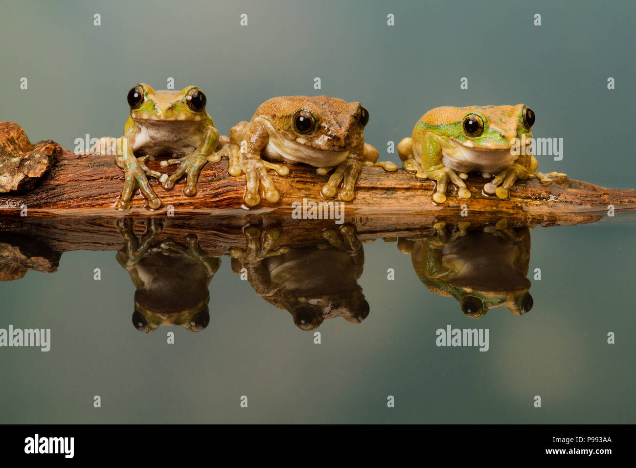 Peacock Tree Frog Trio Stock Photo - Alamy