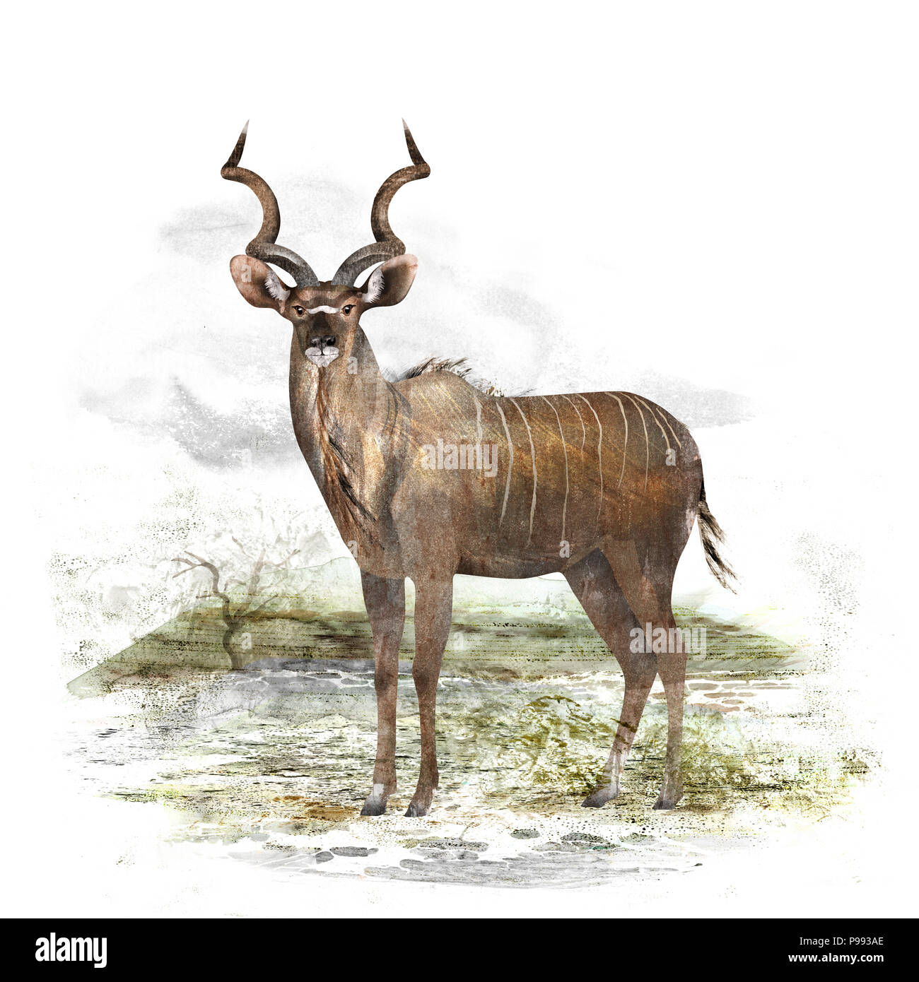 Kudu side view Cut Out Stock Images & Pictures - Alamy