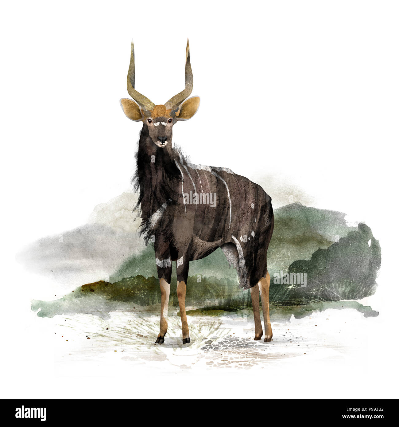 Nyala Cut Out Stock Images & Pictures - Alamy