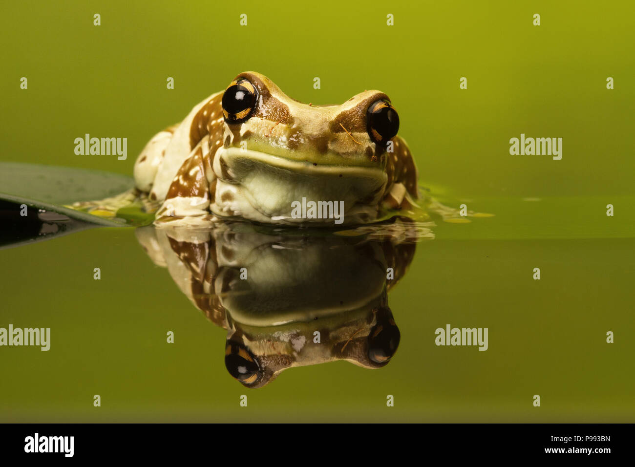 Milk frog hi-res stock photography and images - Alamy