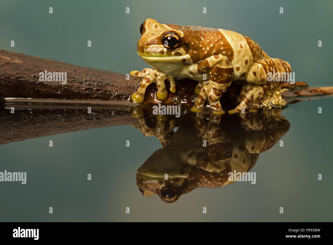 Amazon rainforest amphibian hi-res stock photography and images - Alamy