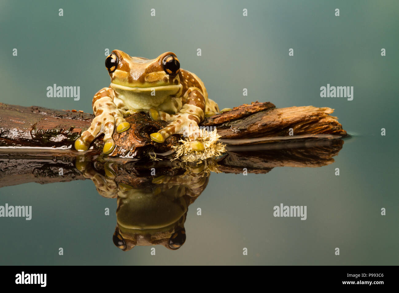 Amazonian milk frog hi-res stock photography and images - Alamy