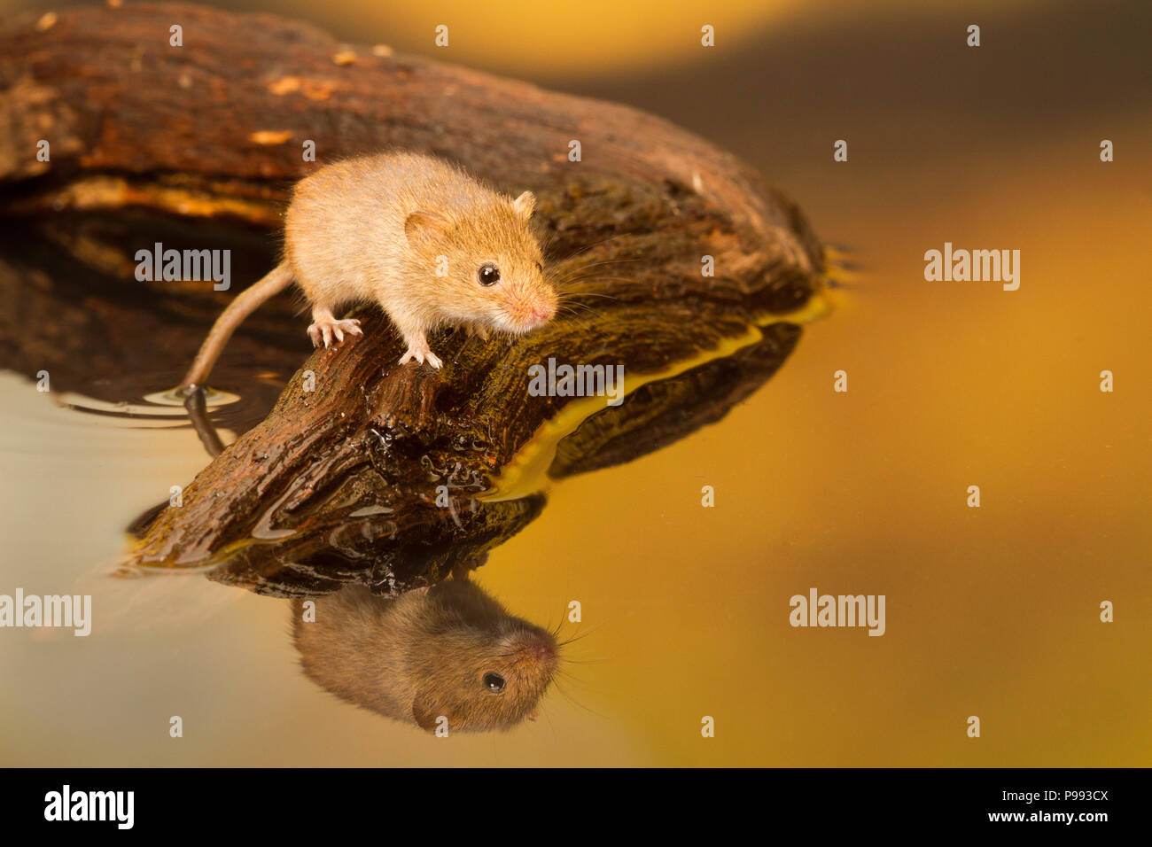 Harvest Mouse Water Reflection Stock Photo - Alamy