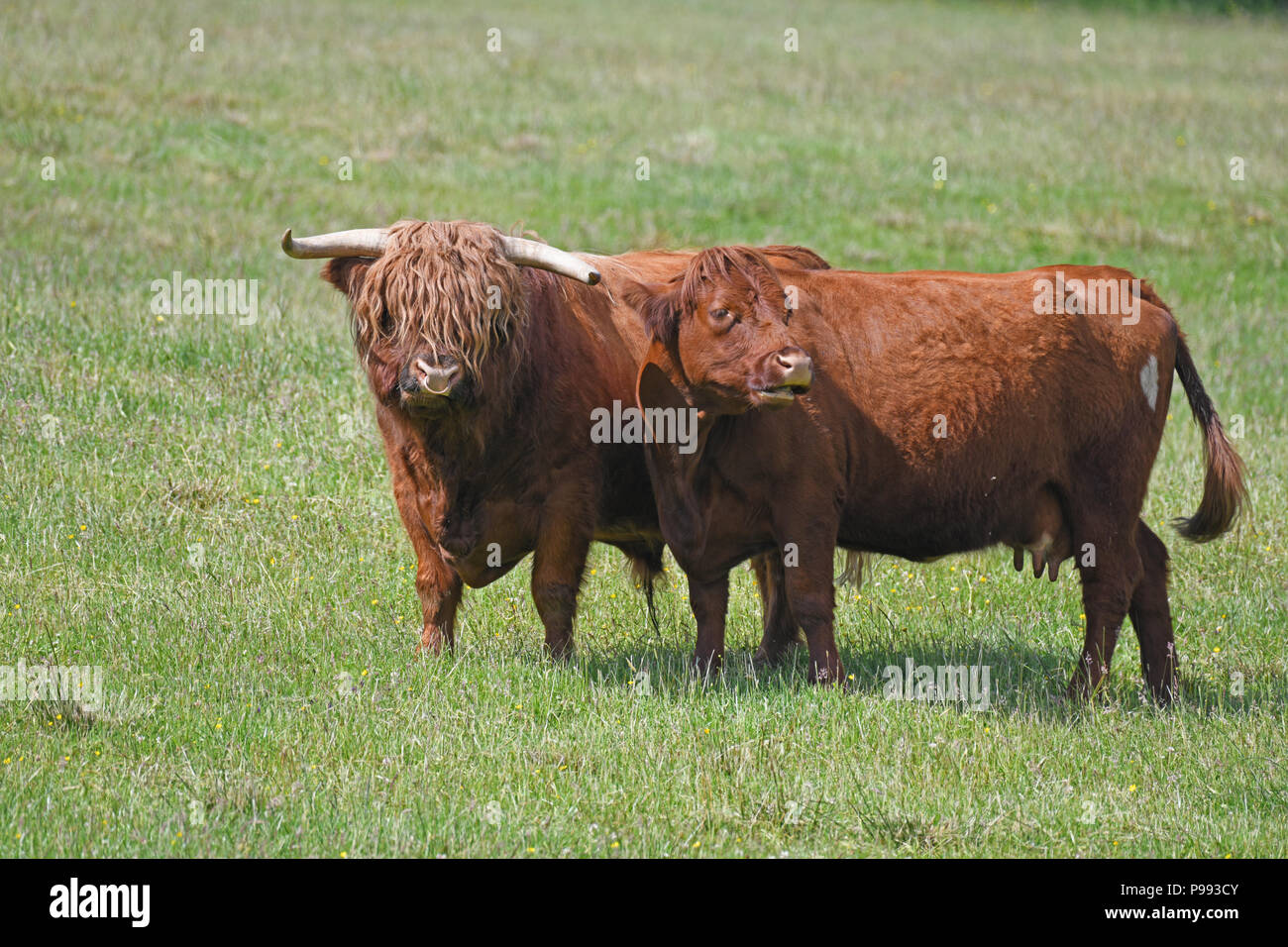 'Cow and Bull in love' Highland Cattle. Loch Lomond,Scotland, United ...