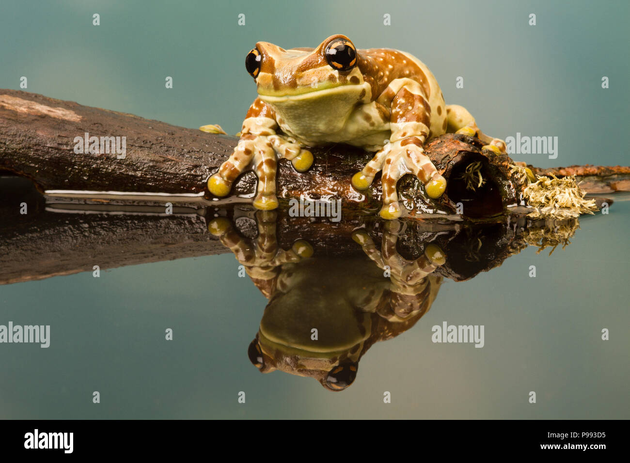 Amazonian milk frog hi-res stock photography and images - Alamy