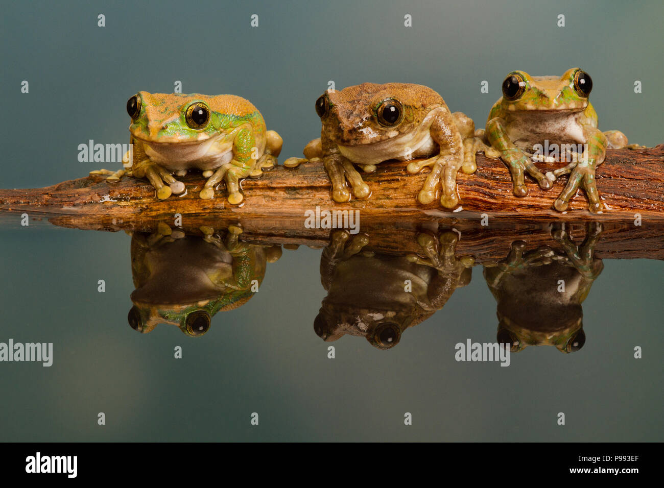 Peacock Tree Frog Trio Stock Photo - Alamy