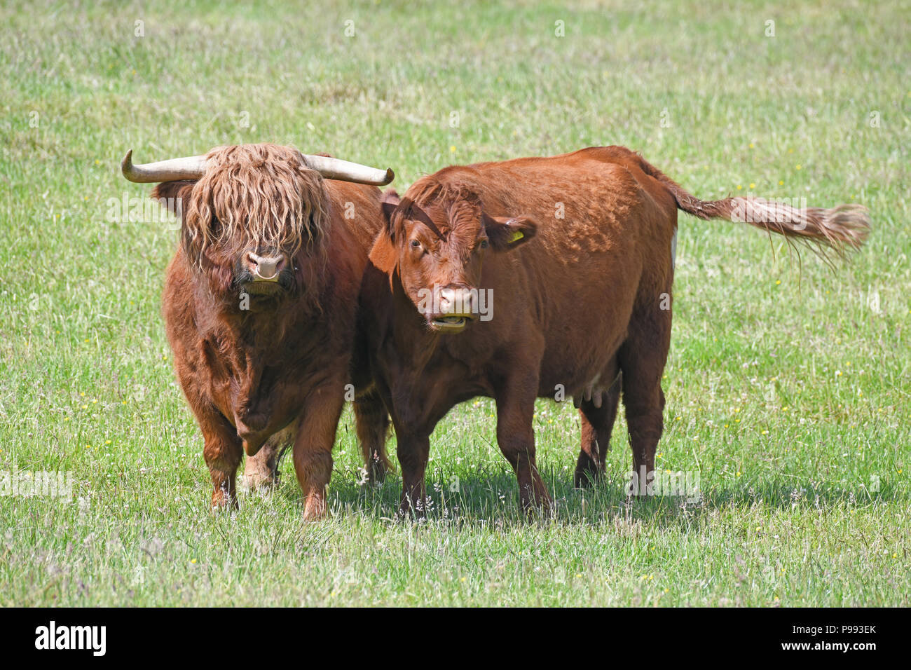 'Cow and Bull in love' Highland Cattle. Loch Lomond,Scotland, United ...