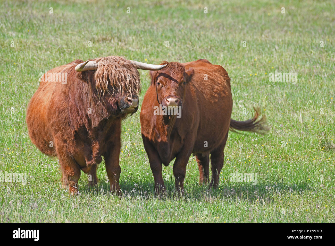 'Cow and Bull in love' Highland Cattle. Loch Lomond,Scotland, United ...