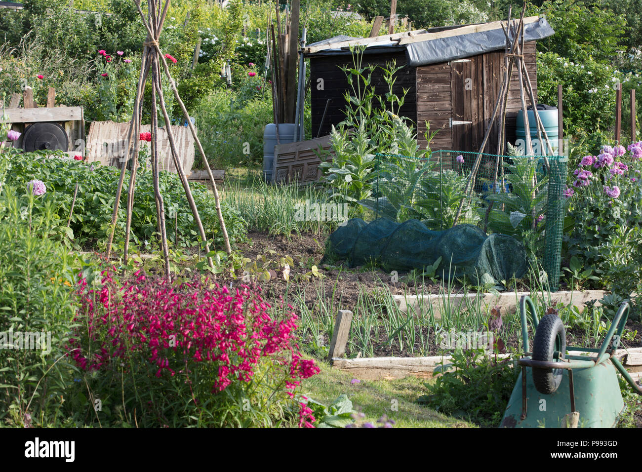 General view of an allotment plot with flowers, plants, vegetables ...