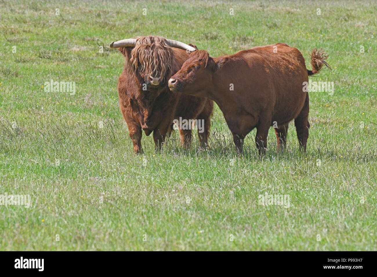 'Cow and Bull in love' Highland Cattle. Loch Lomond,Scotland, United ...