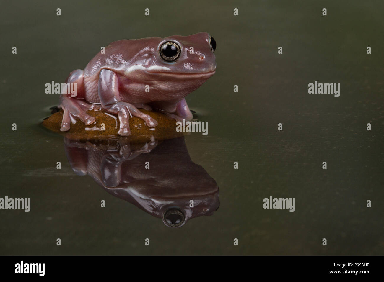 Dumpy tree frog hi-res stock photography and images - Alamy