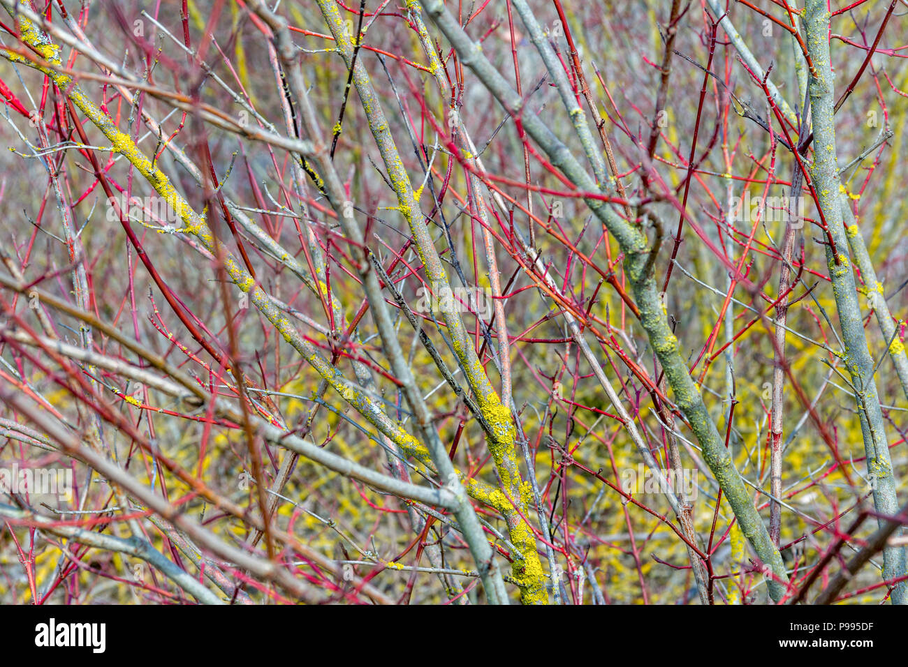 twiggy multicolored forest detail showing grey and yellow and red ...